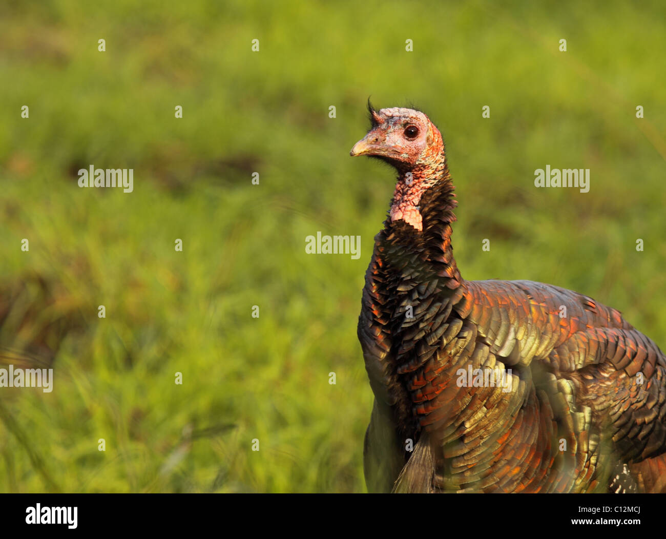 A Wild Turkey tom in courtship colors Stock Photo - Alamy