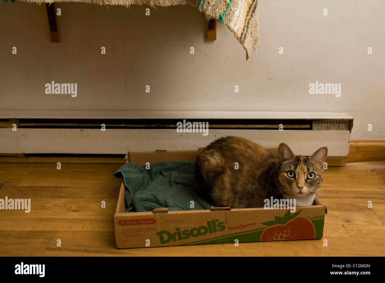 A calico house cat rests in a cardboard box near the heater Stock Photo ...