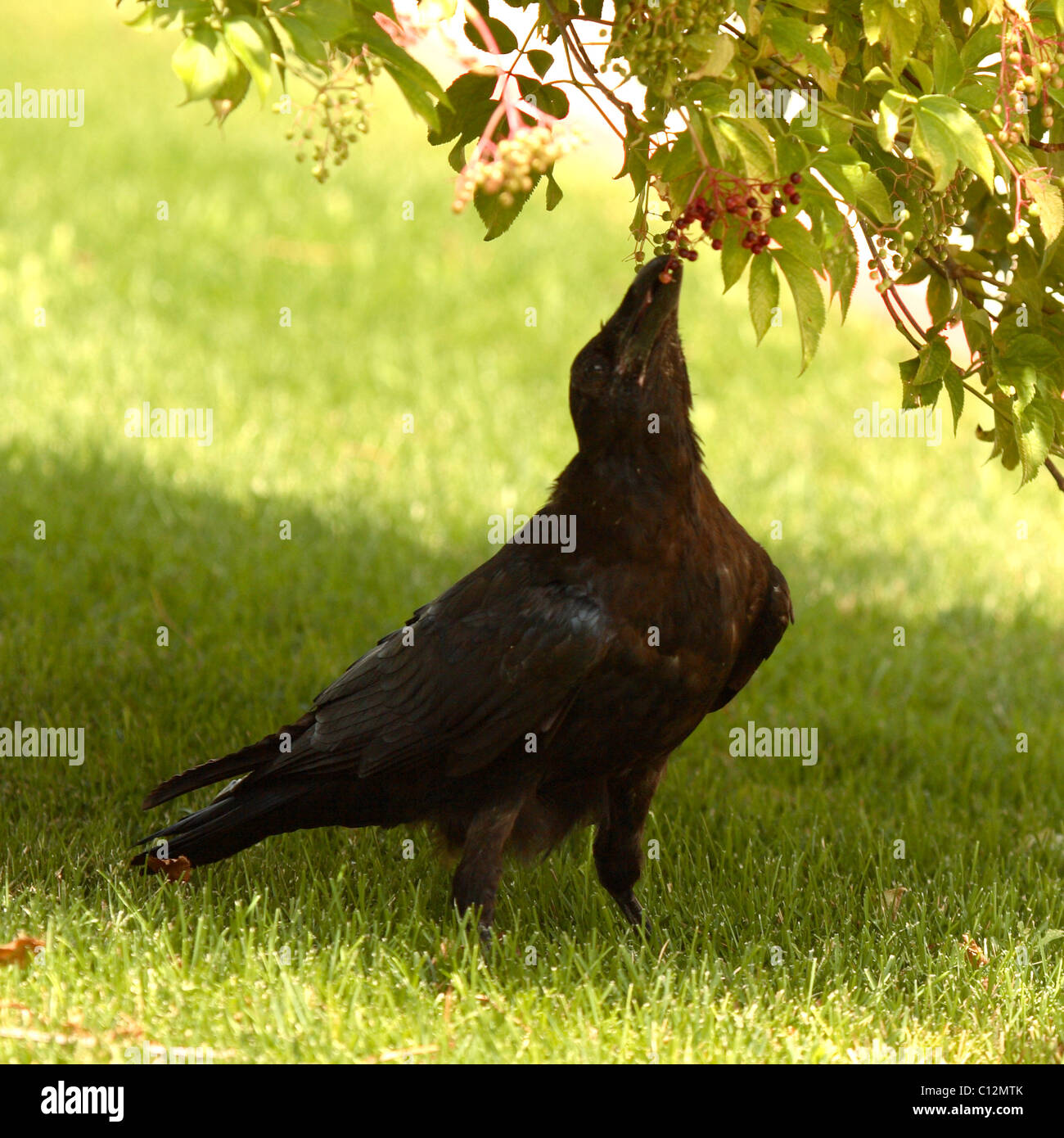 Common raven feeding hi-res stock photography and images - Alamy