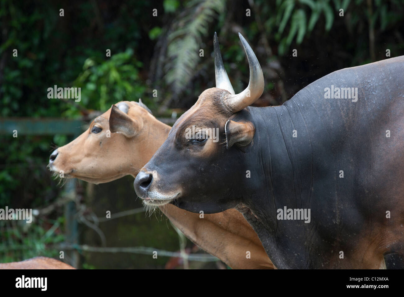 Banteng hi-res stock photography and images - Alamy