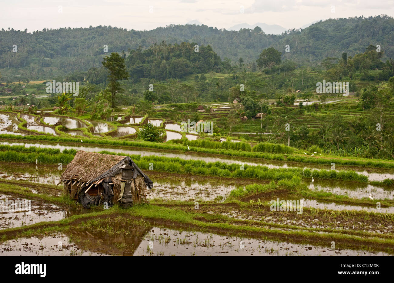 The Sideman Valley in Bali, Indonesia, produces some of the most ...