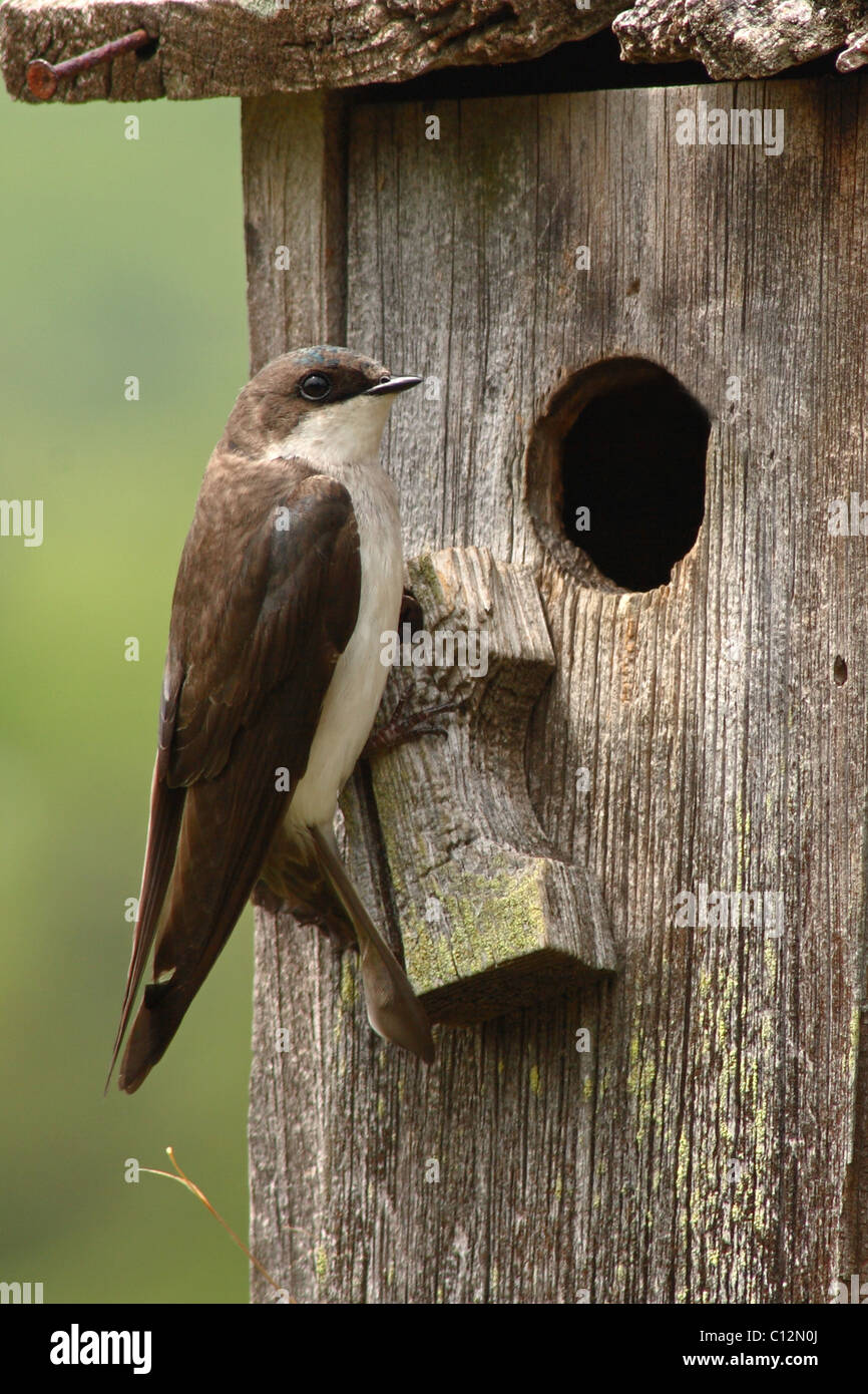A Tree Swallow mother at the entrance to her nest box Stock Photo - Alamy