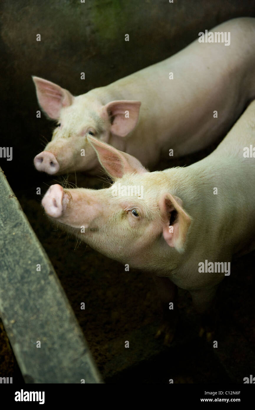 Pigs are a treasured commodity in Bali. They are used in Hindu ...