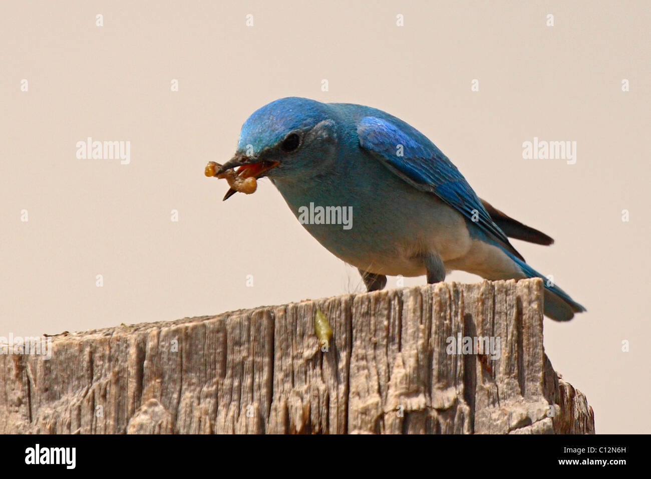 Worm mountain hi-res stock photography and images - Alamy