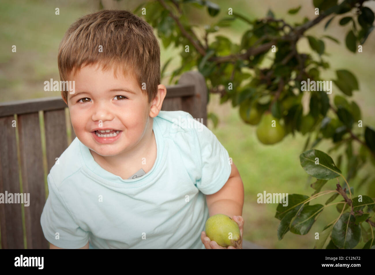 cute little boy excited about picking pear from tree Stock Photo - Alamy