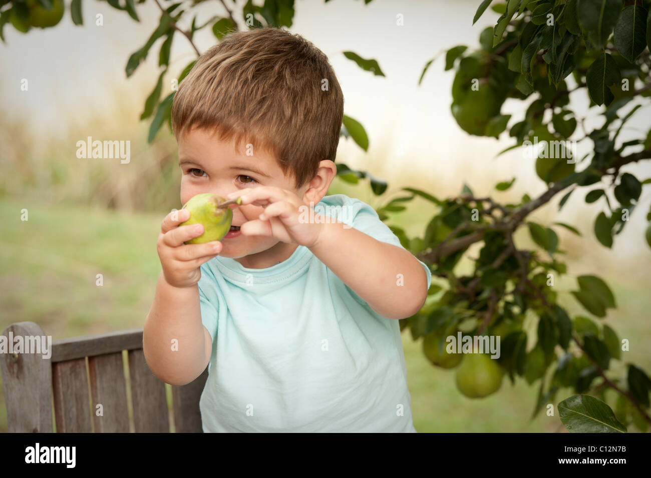 cute little boy excited about picking pear from tree Stock Photo - Alamy