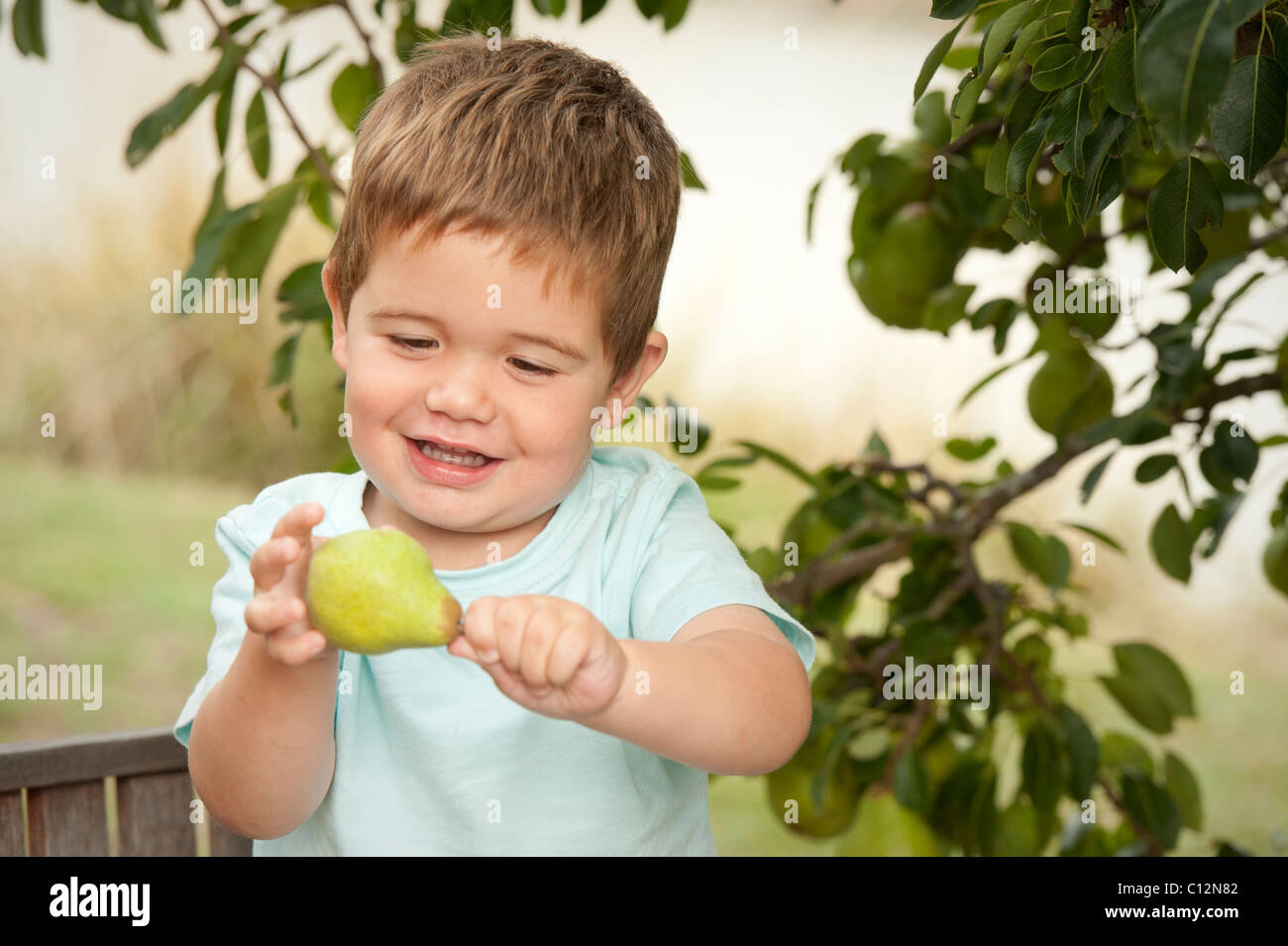 cute little boy excited about picking pear from tree Stock Photo - Alamy