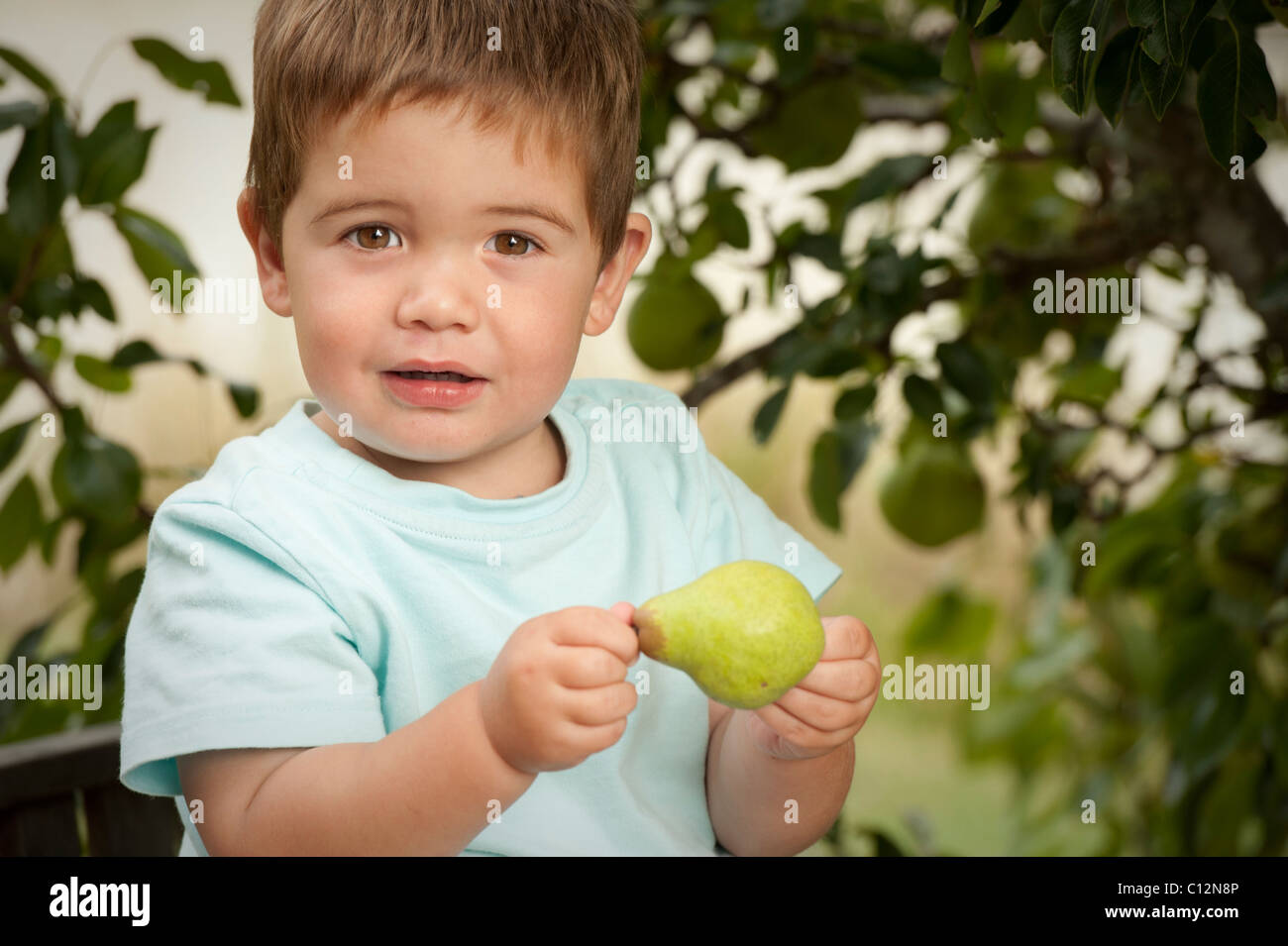 little boy looking at camera and holding pear just picked from tree ...