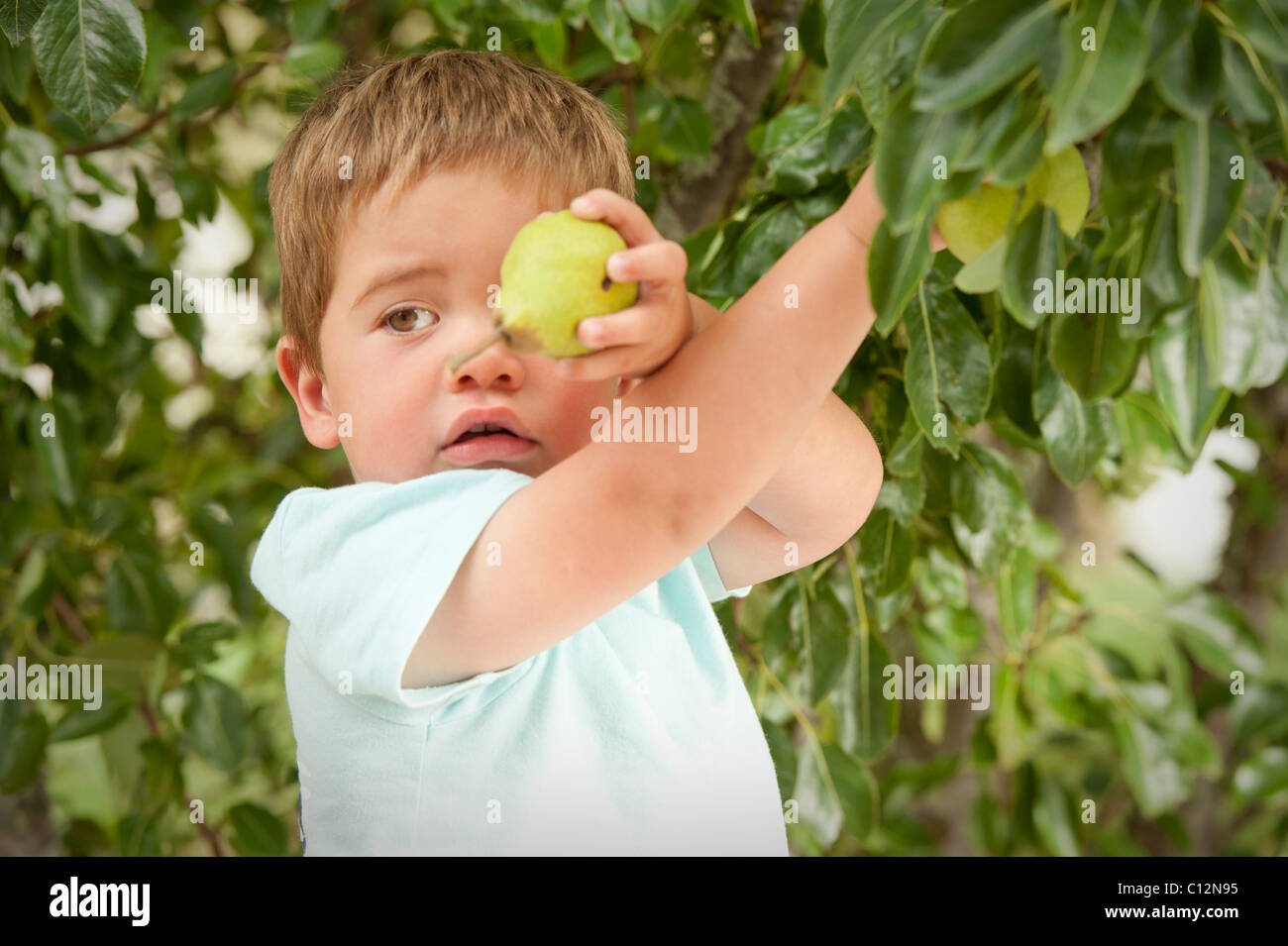 cute little boy proudly showing off pear that he has just picked from ...