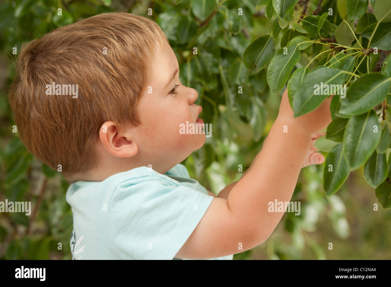 cute little boy curiously looking into tree Stock Photo - Alamy