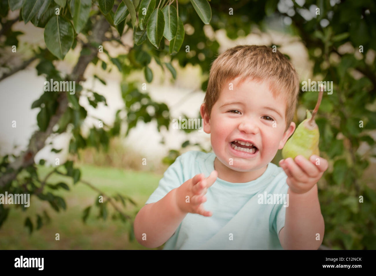 little boy excited about picking pear from tree Stock Photo - Alamy