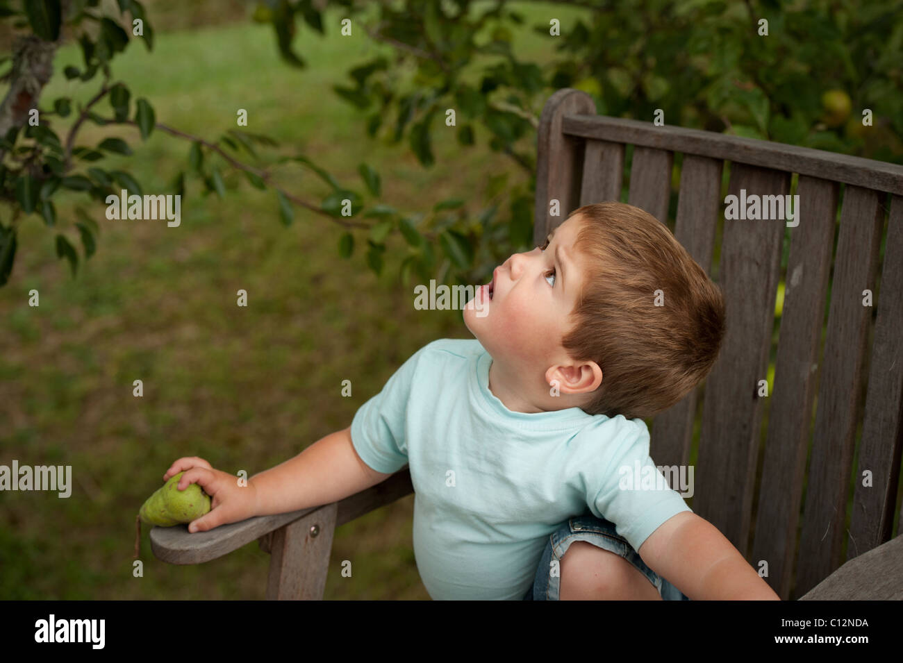little boy picking pears and curiously looking up into tree Stock Photo ...