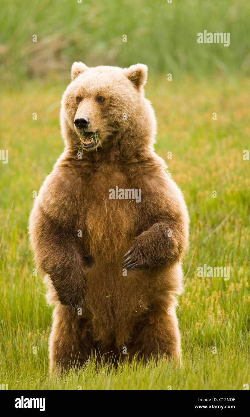 Female alaskan brown bear hi-res stock photography and images - Alamy