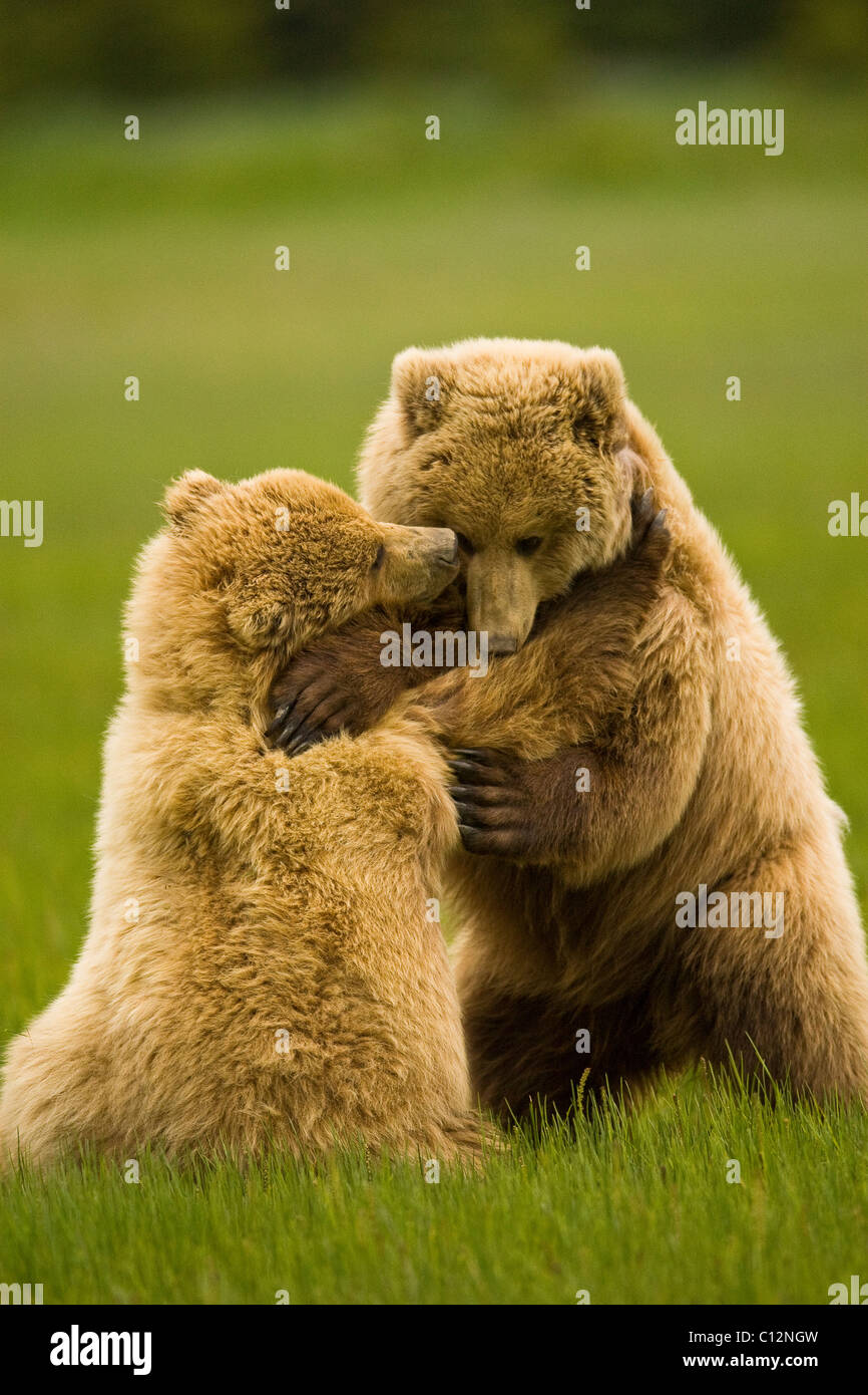 Two bears hugging hi-res stock photography and images - Alamy