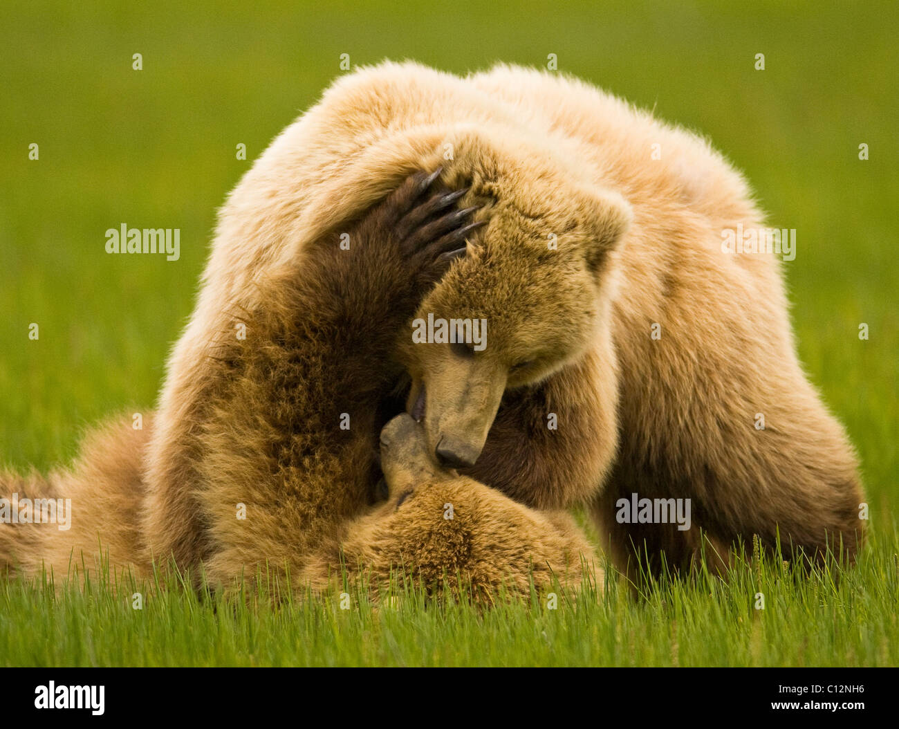 Affectionate bears hi-res stock photography and images - Alamy
