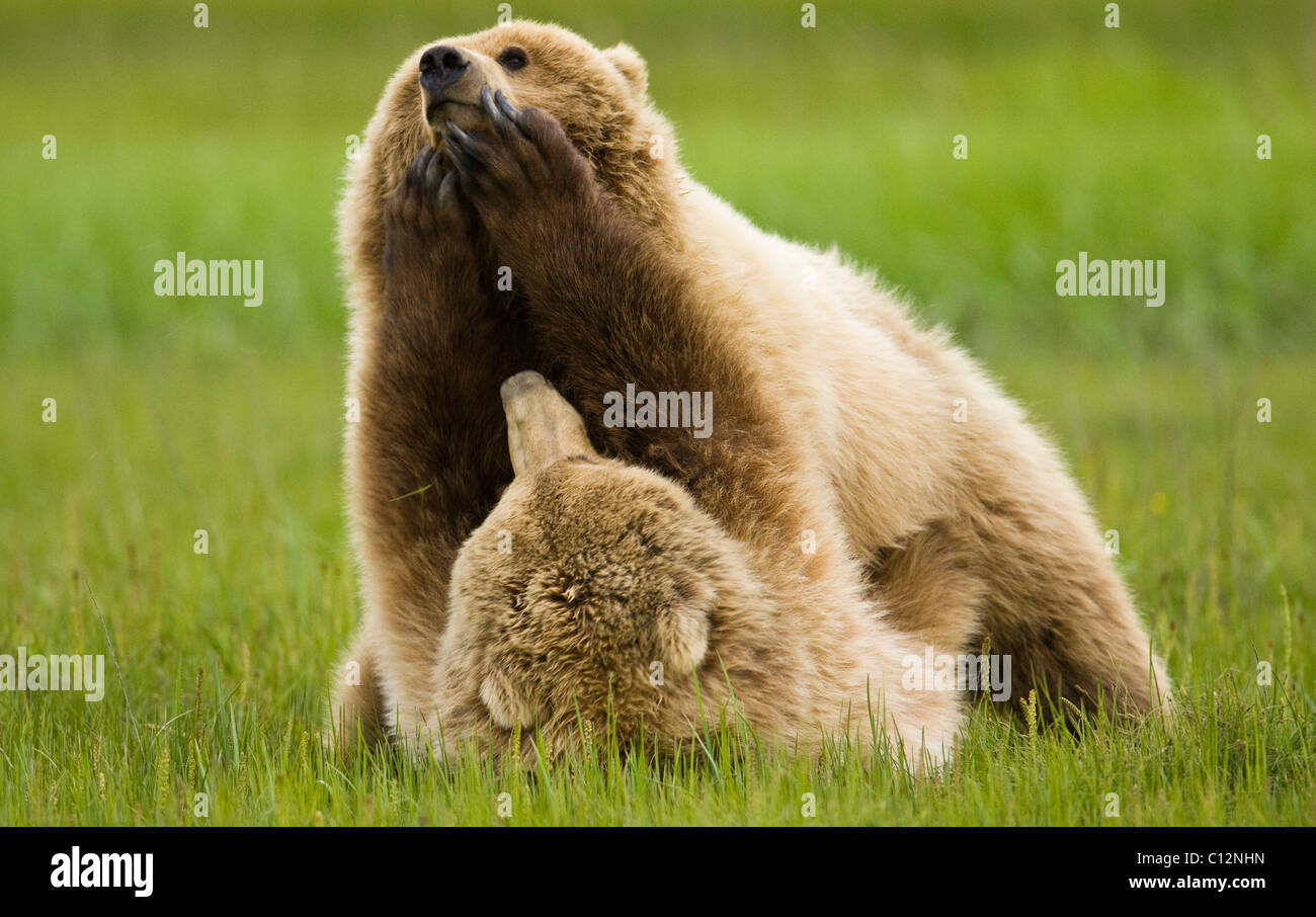 Female bears hi-res stock photography and images - Alamy