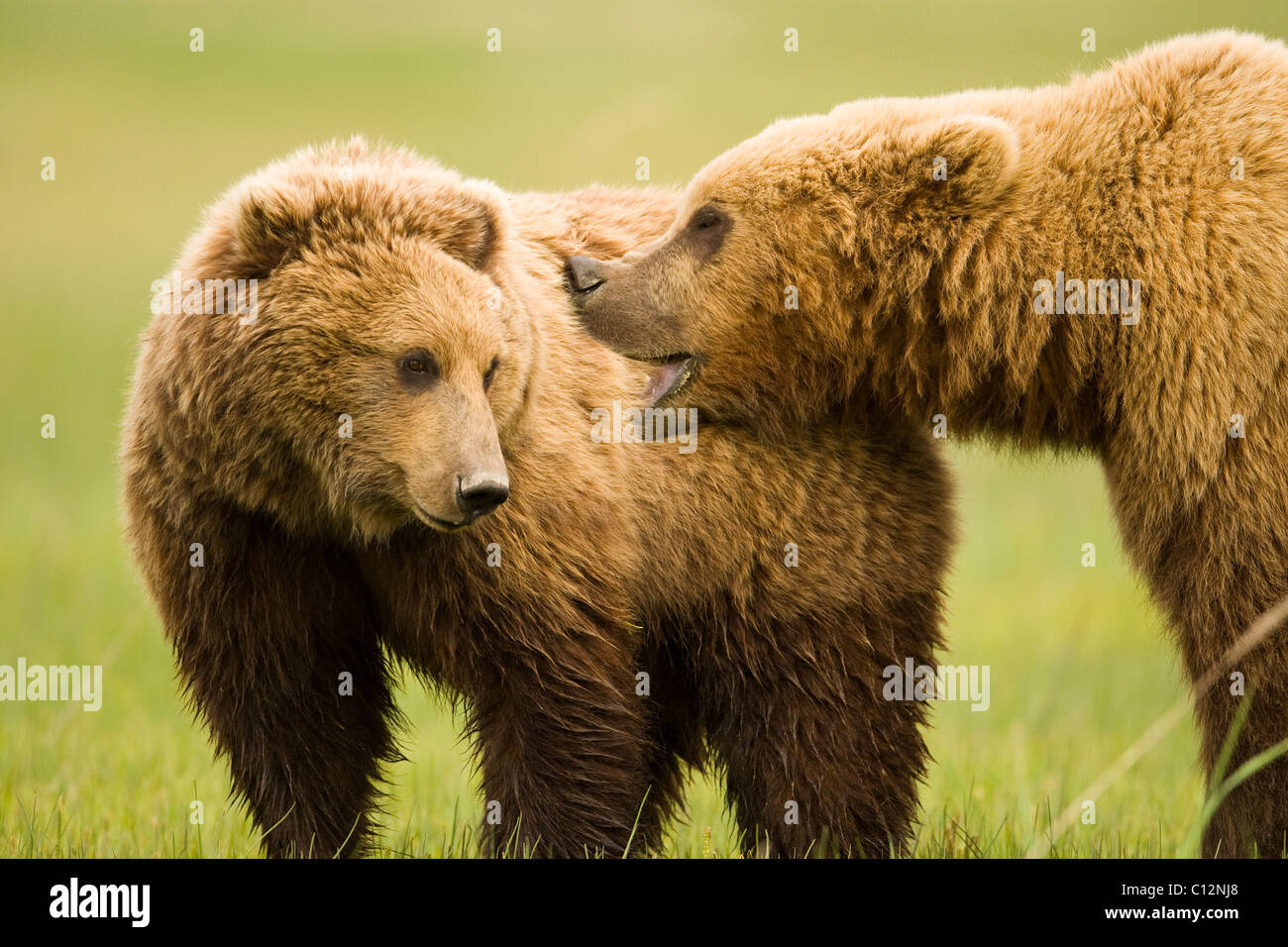 Bears mating hi-res stock photography and images - Alamy