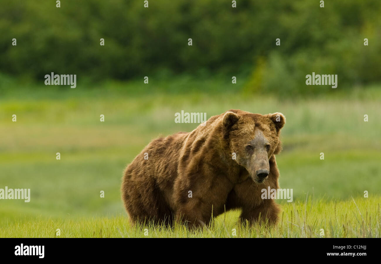Large male Alaskan brown bear male. Recent injuries are apparent on his ...