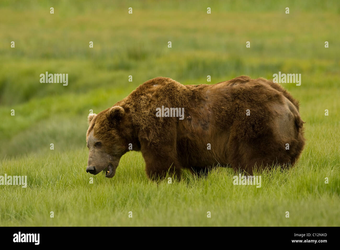 Large male Alaskan brown bear male. Recent injuries are apparent on his ...