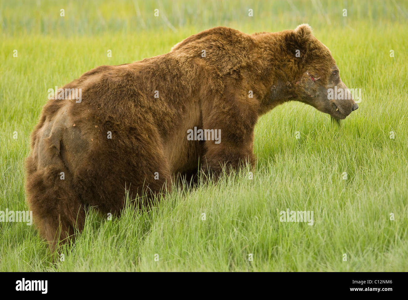 Large male Alaskan brown bear male. Recent injuries are apparent on his ...