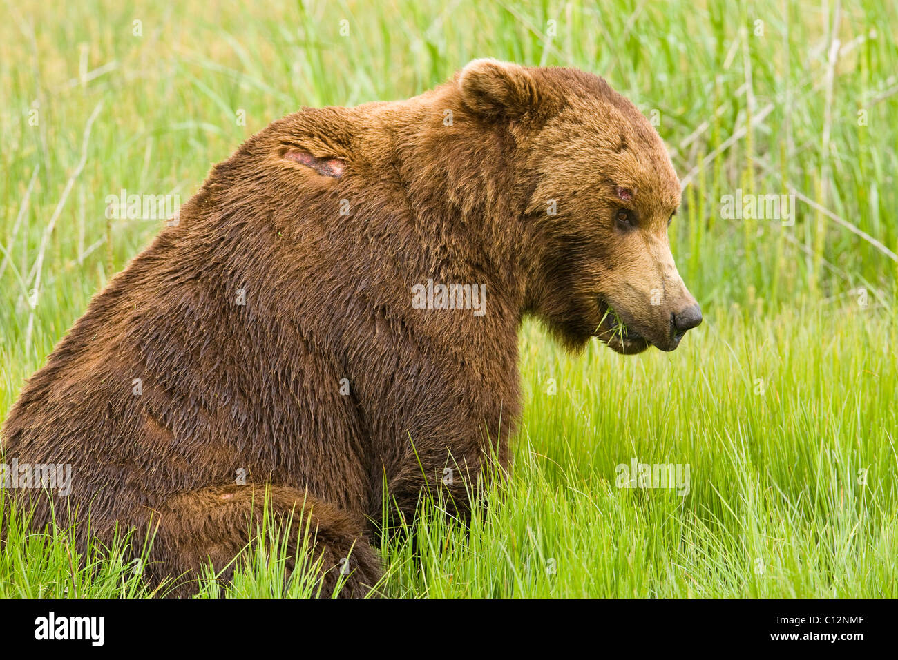 Mature male brown bear with injuries on neck, face, and torso, resting ...