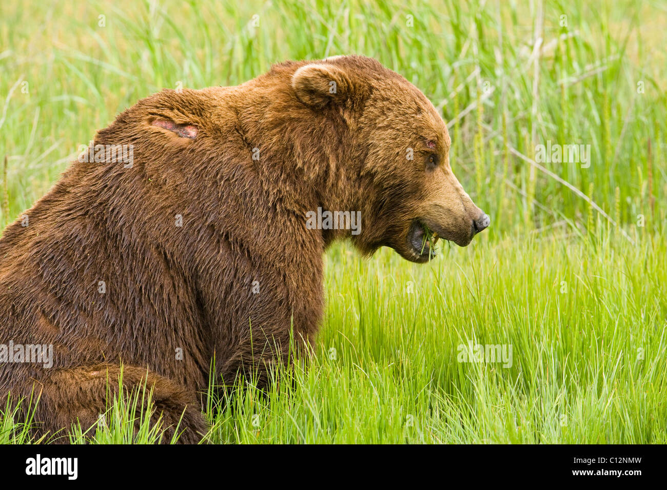 Mature male brown bear with injuries on neck, face, and torso, resting ...