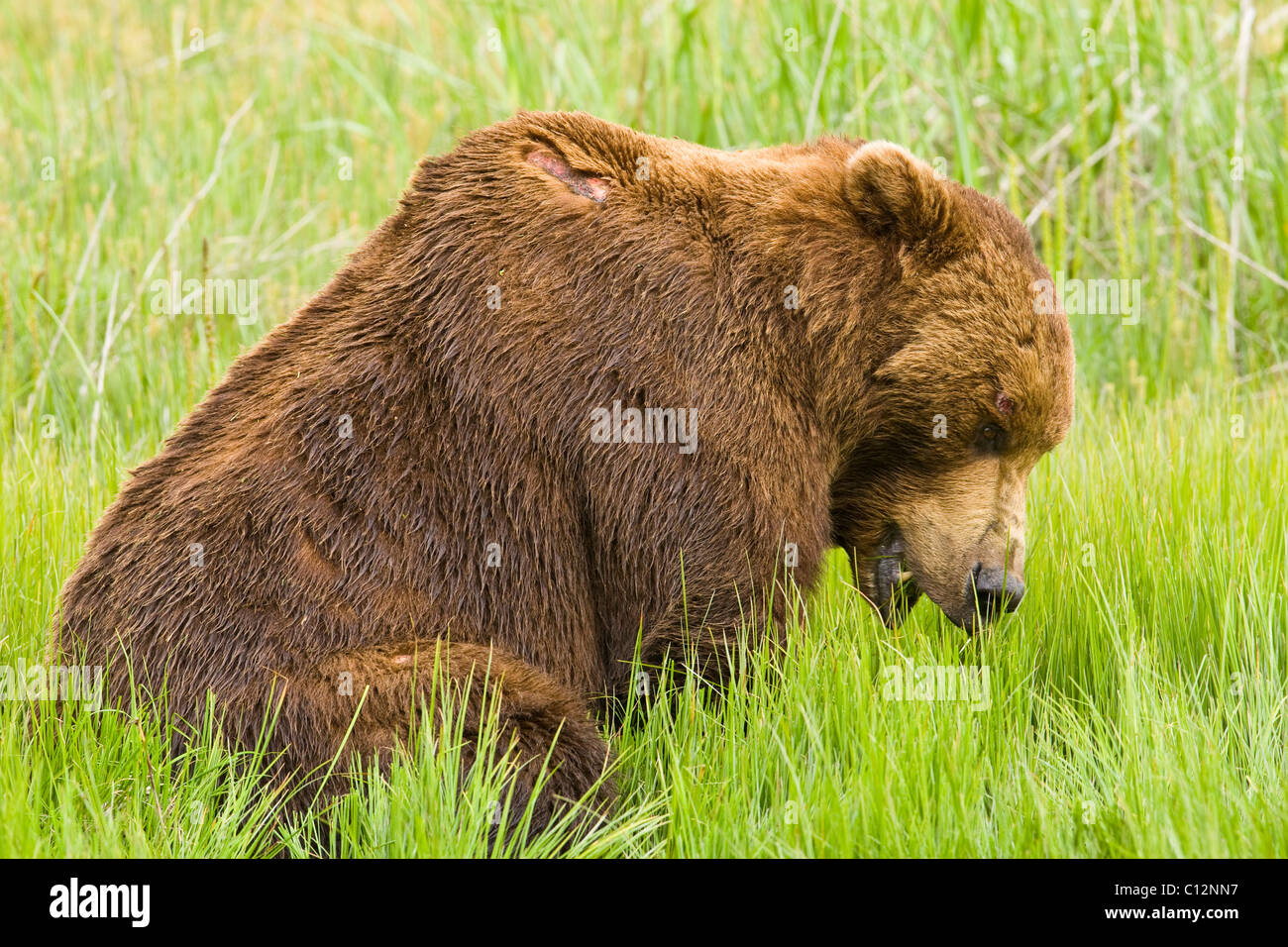 Mature male brown bear with injuries on neck, face, and torso, resting ...