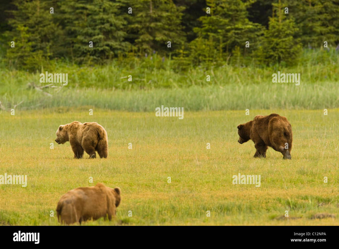 Bears mating hi-res stock photography and images - Alamy