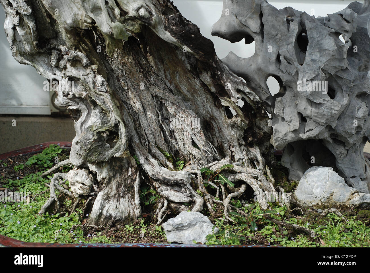 Bonsai roots hi-res stock photography and images - Alamy
