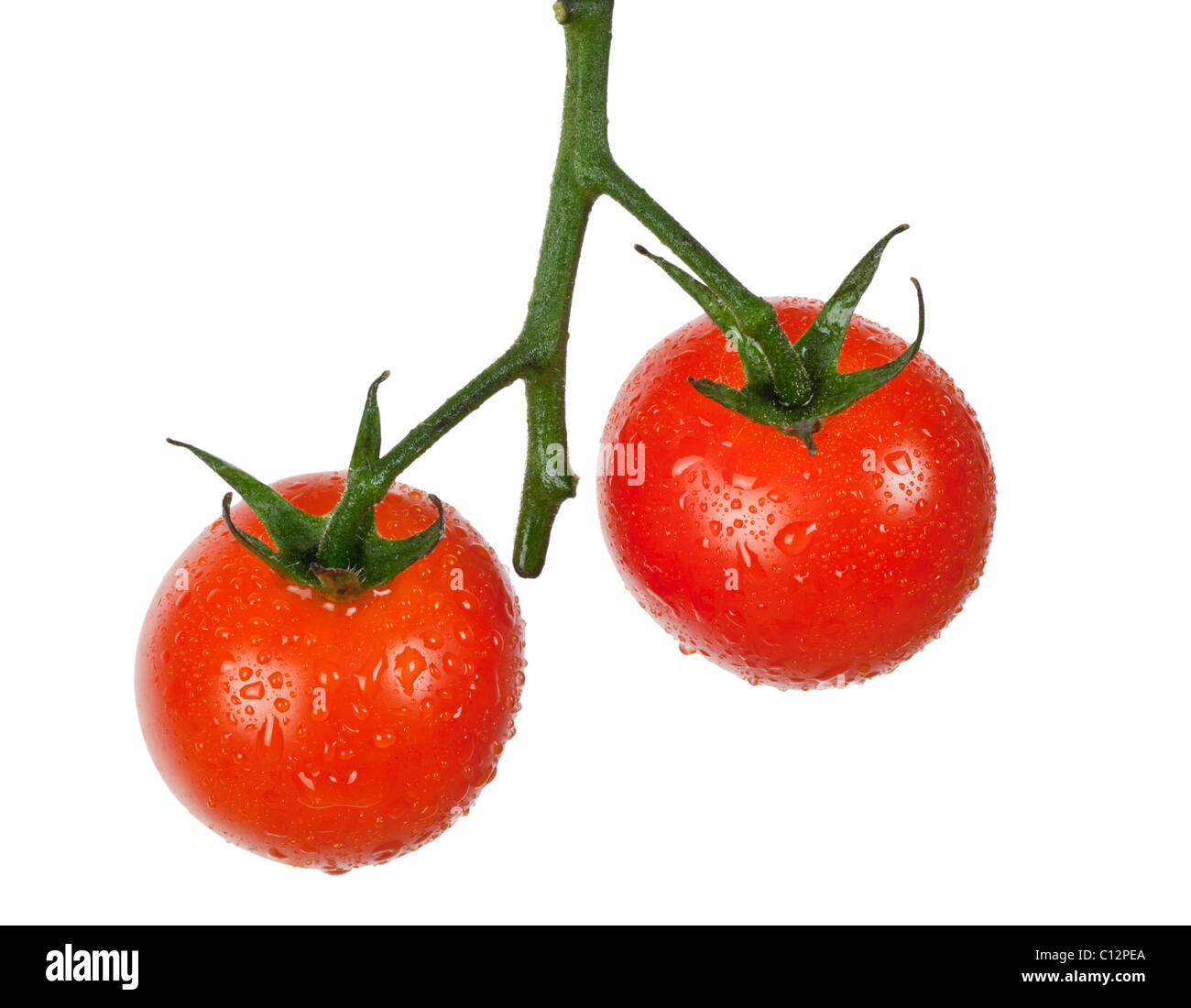 Two tomatoes hanging on a vine isolated on white background Stock Photo ...