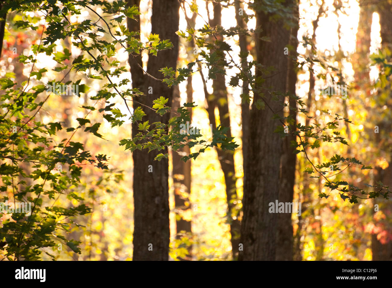 Moose or swamp maples turning colours in the fall in Ontario, Canada ...