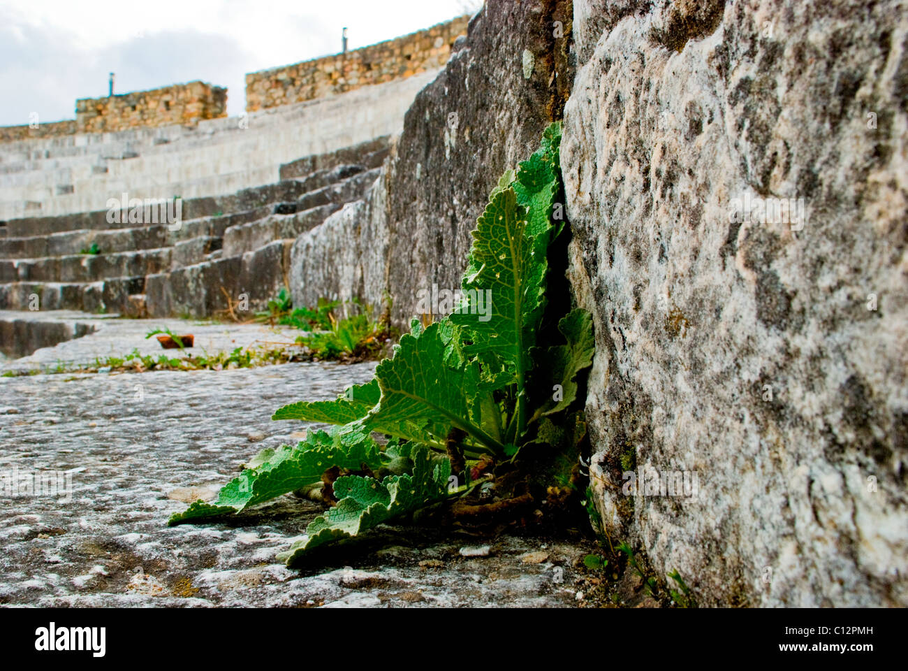 Terraced stone amphitheatre Stock Photo - Alamy