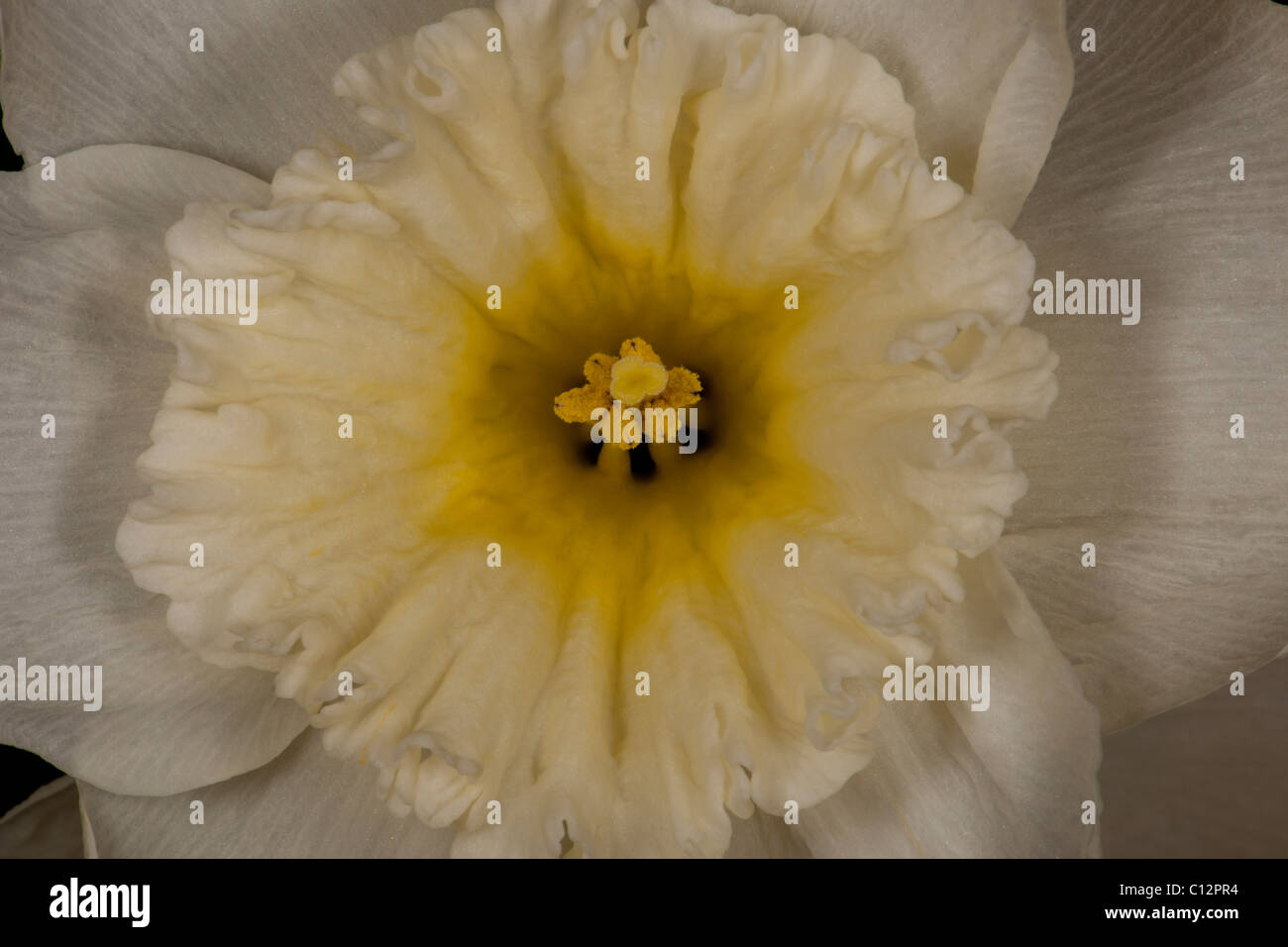 daffodil close up Stock Photo - Alamy