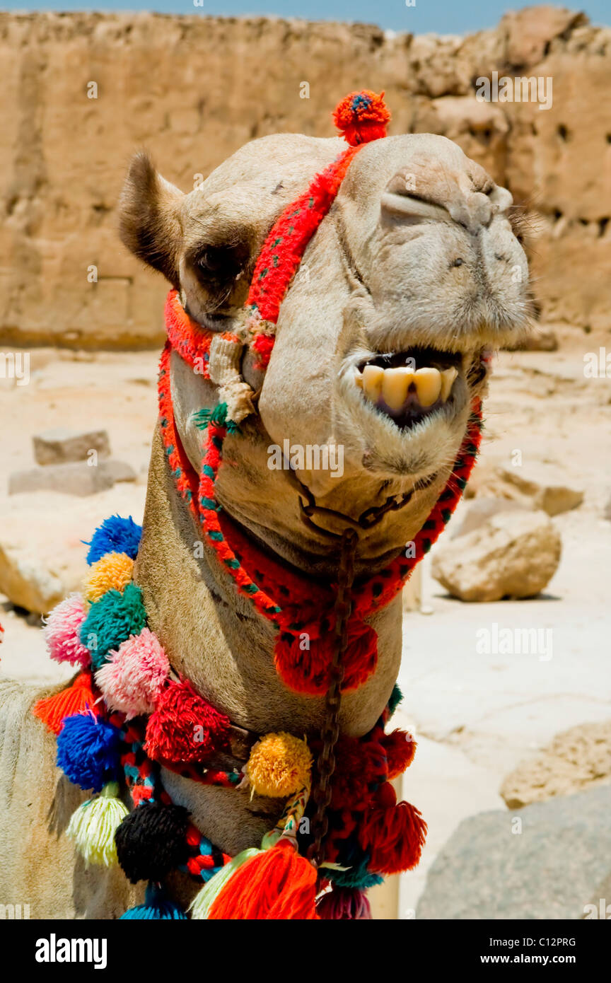 Camel at the Egyptian pyramids Stock Photo - Alamy