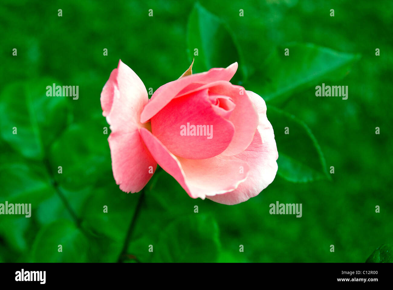 Rose, Garden, Lisbon, Portugal Stock Photo - Alamy