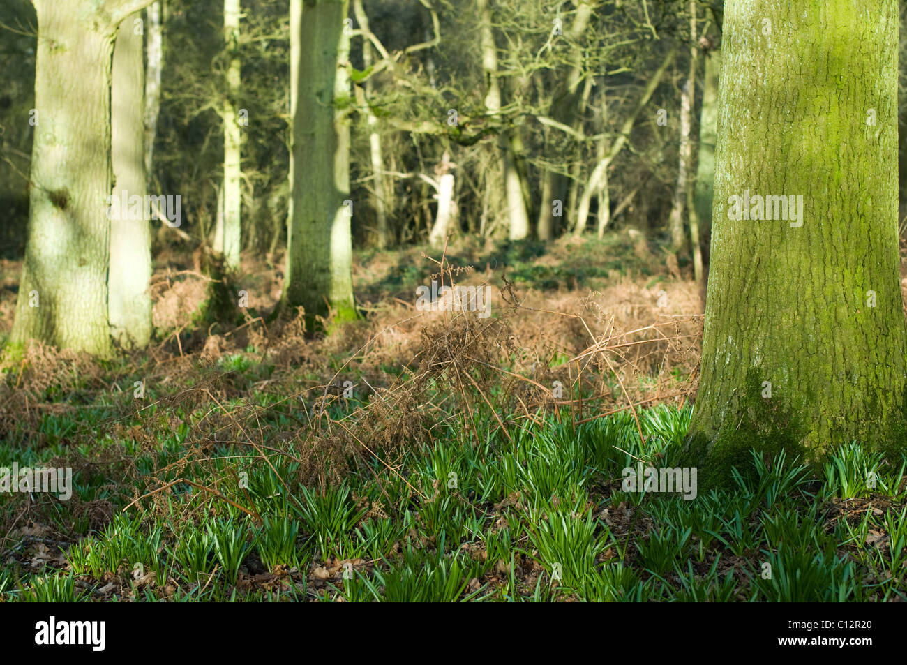 Early shoots of bluebells in early spring Stock Photo - Alamy