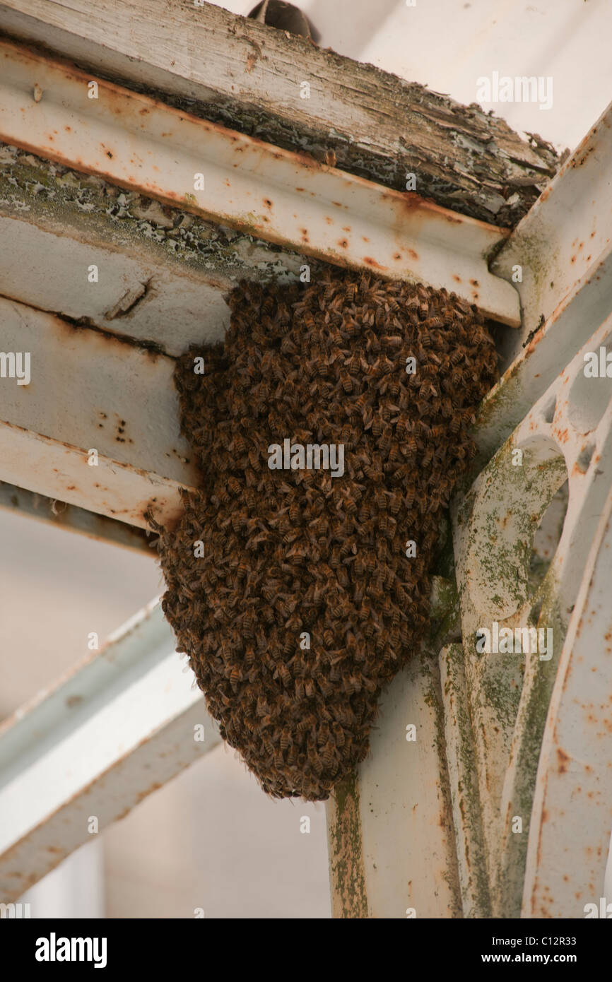 natural bee's nest in metal girders Stock Photo - Alamy