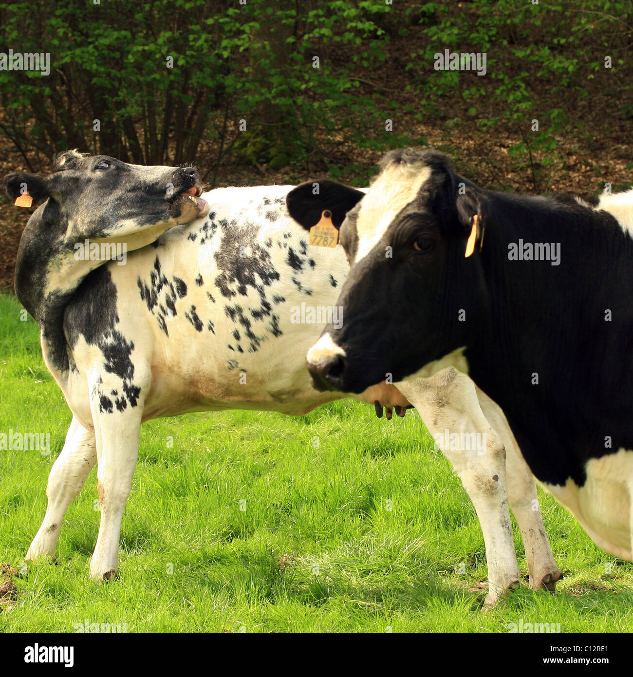 Wallonie, Senenne, Belgium Stock Photo - Alamy