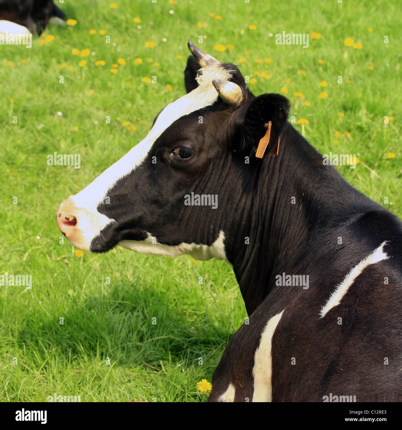 Wallonie, Senenne, Belgium Stock Photo - Alamy