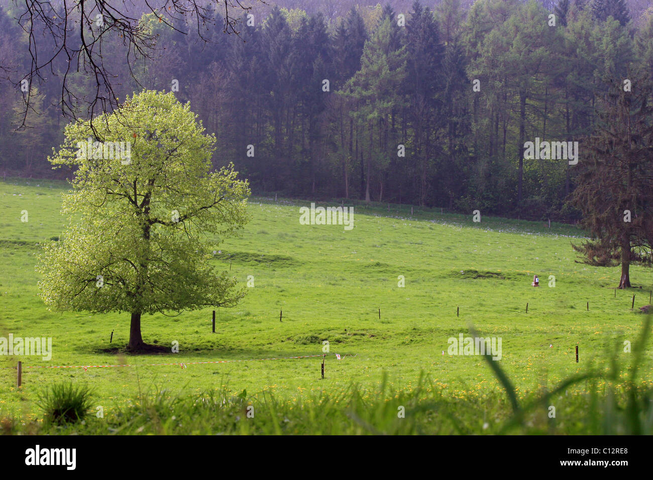 Wallonie, Senenne, Belgium Stock Photo - Alamy