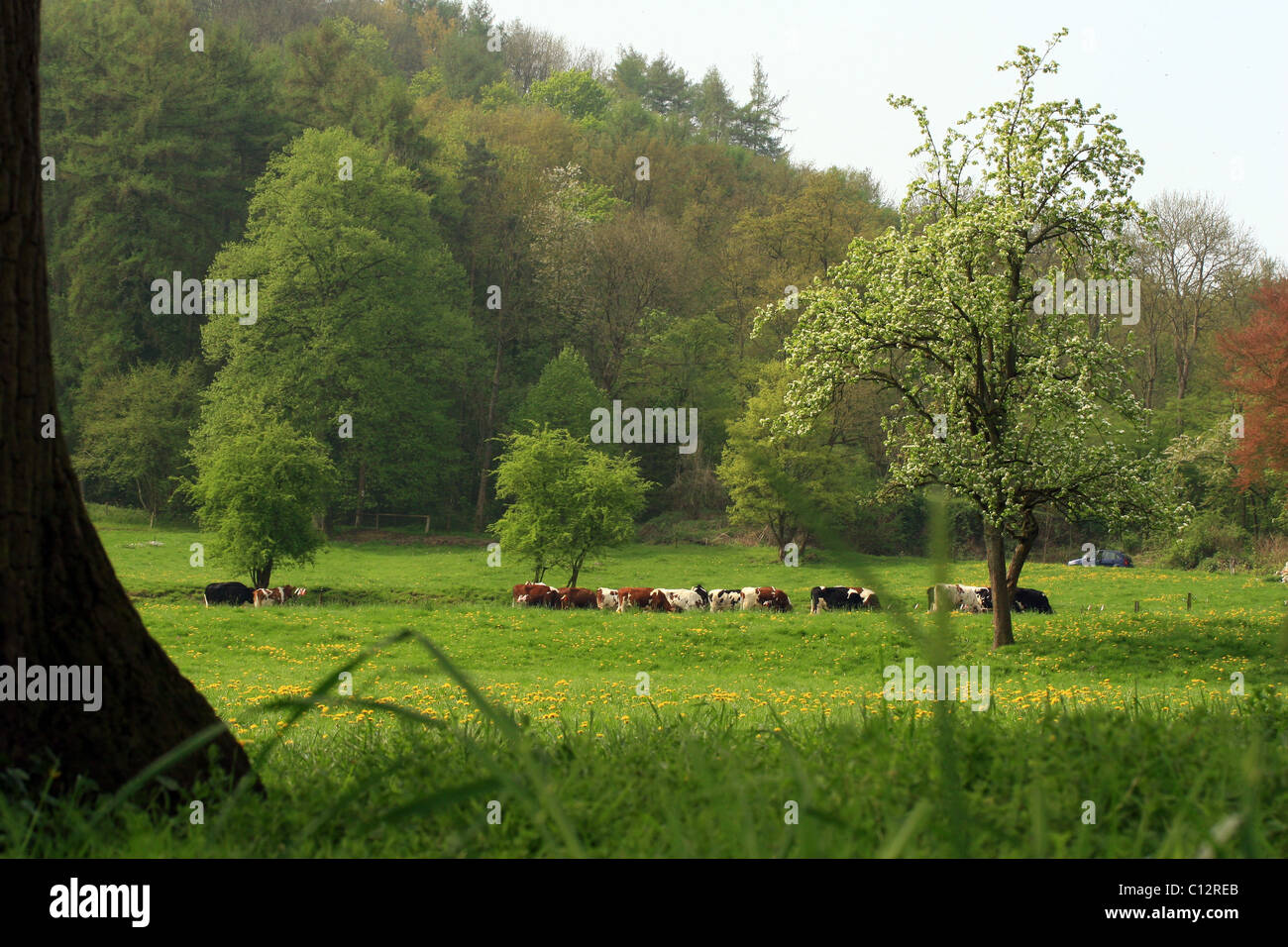 Wallonie, Senenne, Belgium Stock Photo - Alamy