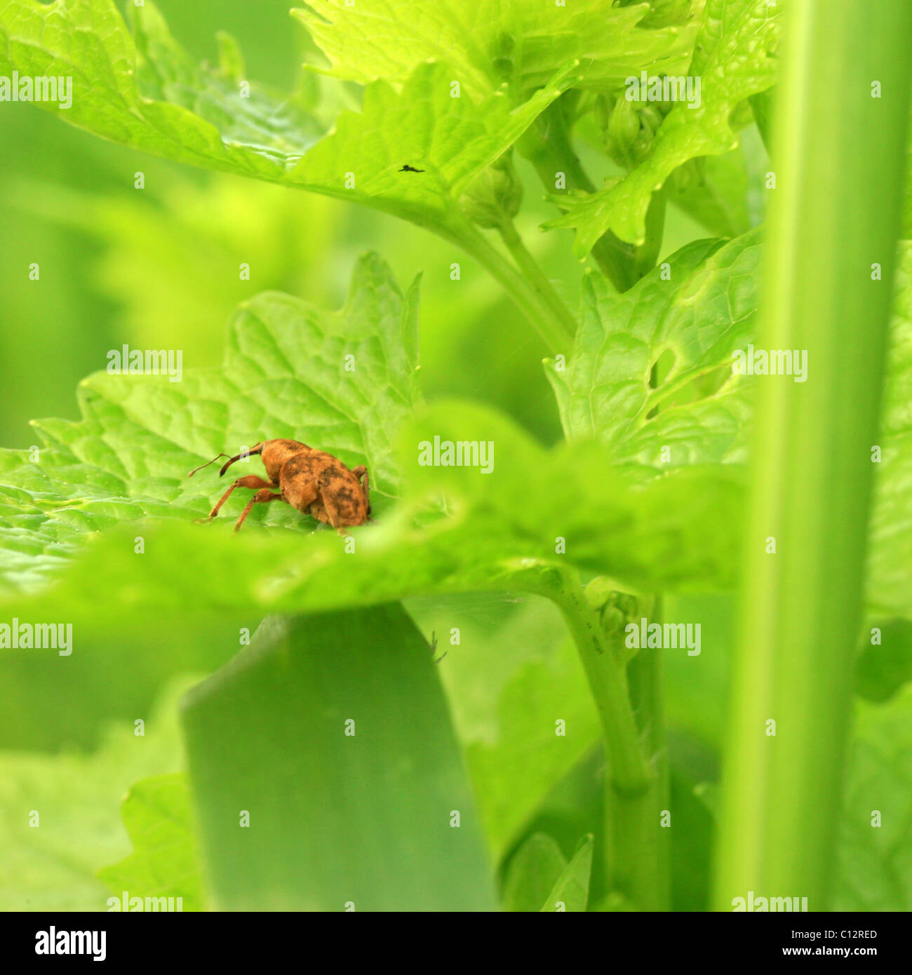 Wallonie, Senenne, Belgium Stock Photo - Alamy