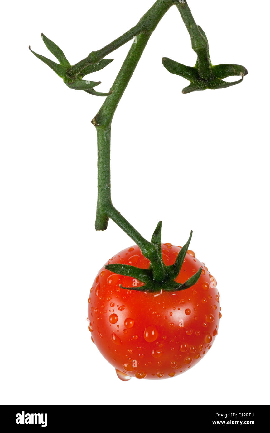 Single vine tomato isolated on white background Stock Photo - Alamy