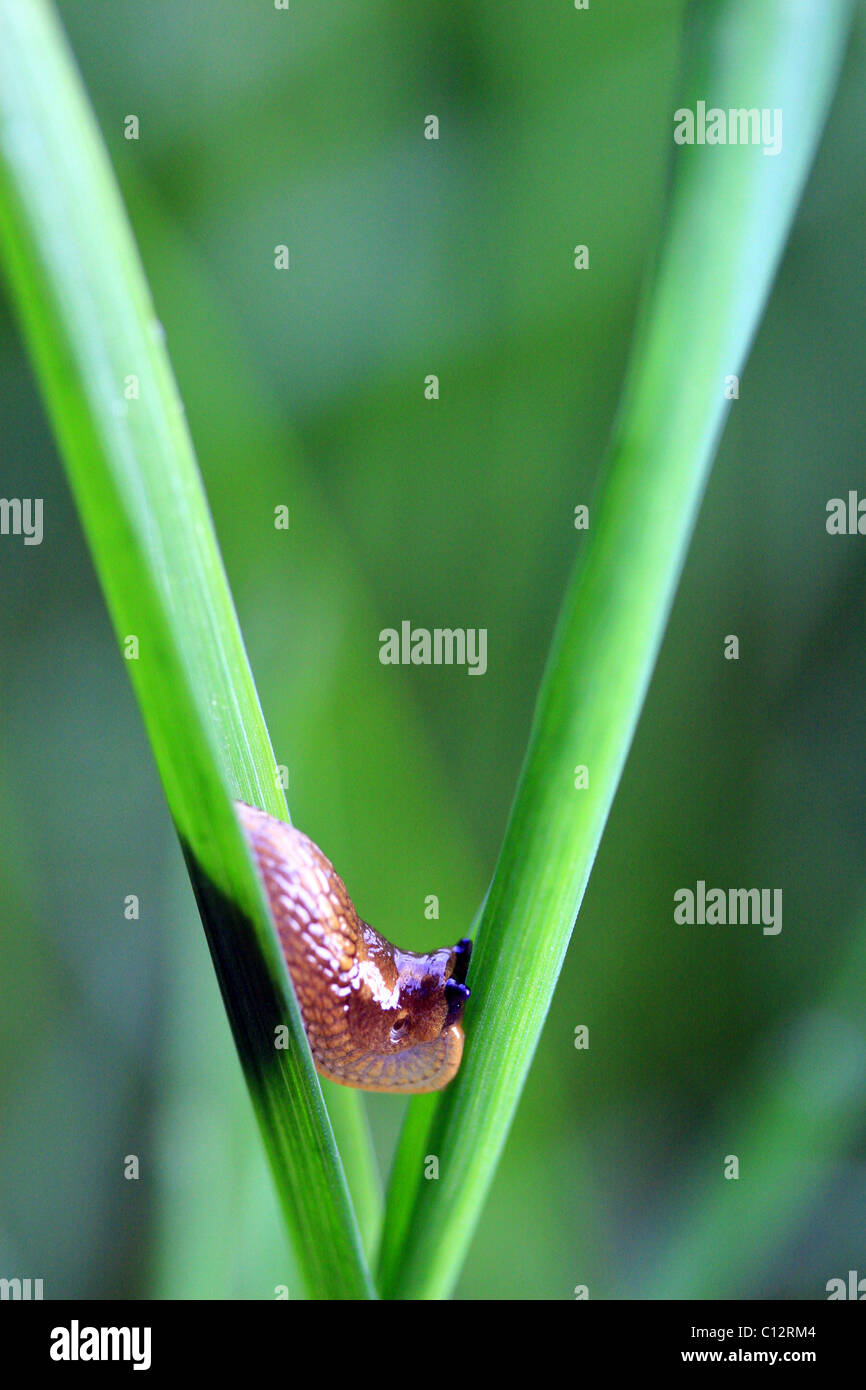 Wallonie, Senenne, Belgium Stock Photo - Alamy