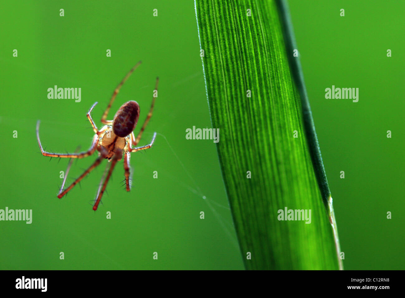 Wallonie, Senenne, Belgium Stock Photo - Alamy