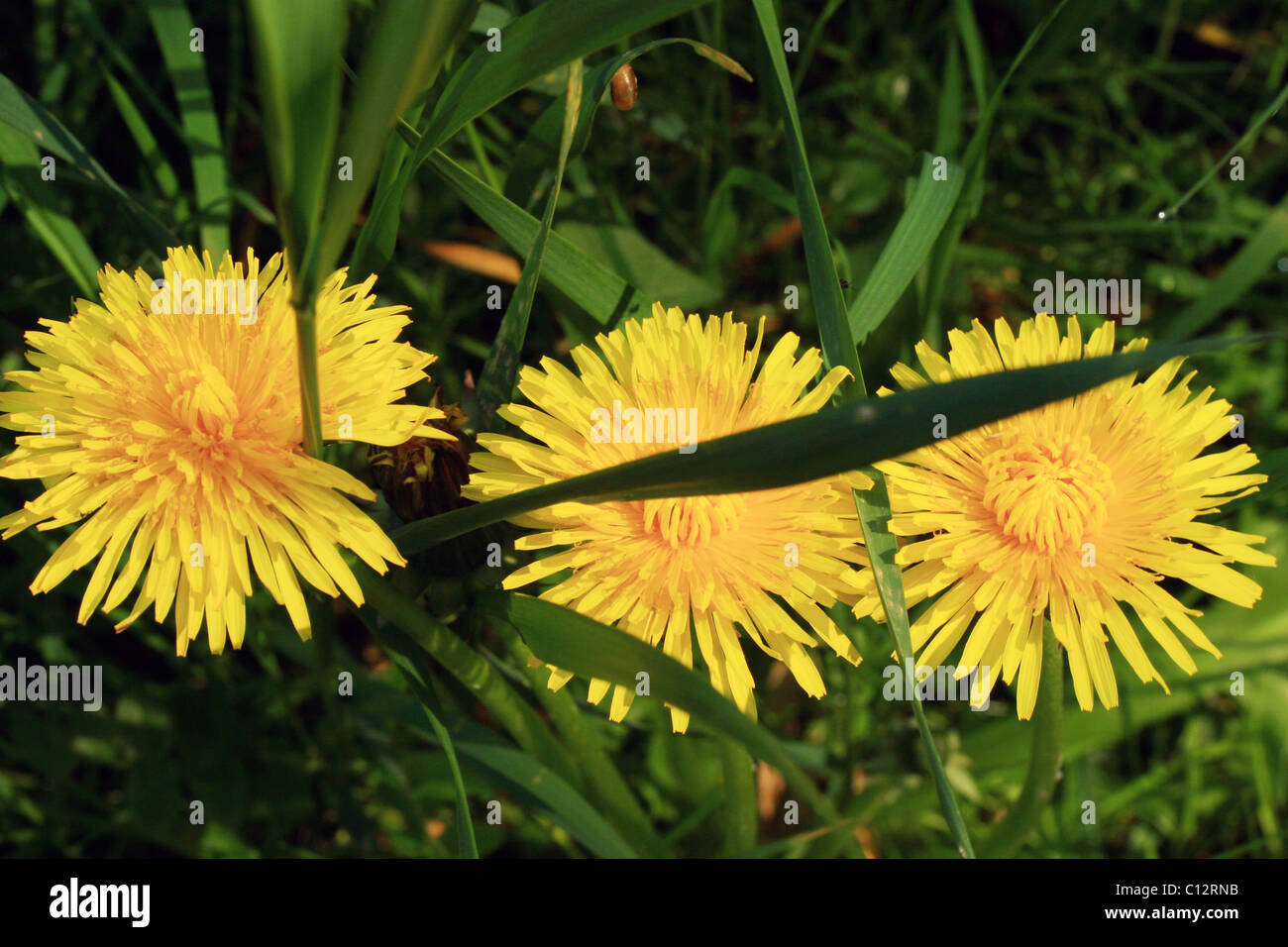 Wallonie, Senenne, Belgium Stock Photo - Alamy
