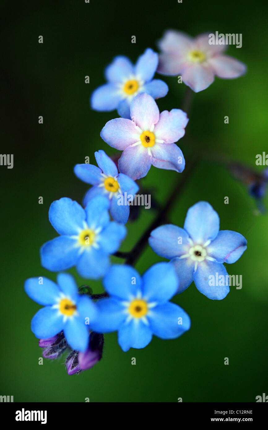Wallonie, Senenne, Belgium Stock Photo - Alamy