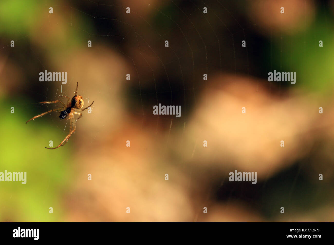 Wallonie, Senenne, Belgium Stock Photo - Alamy
