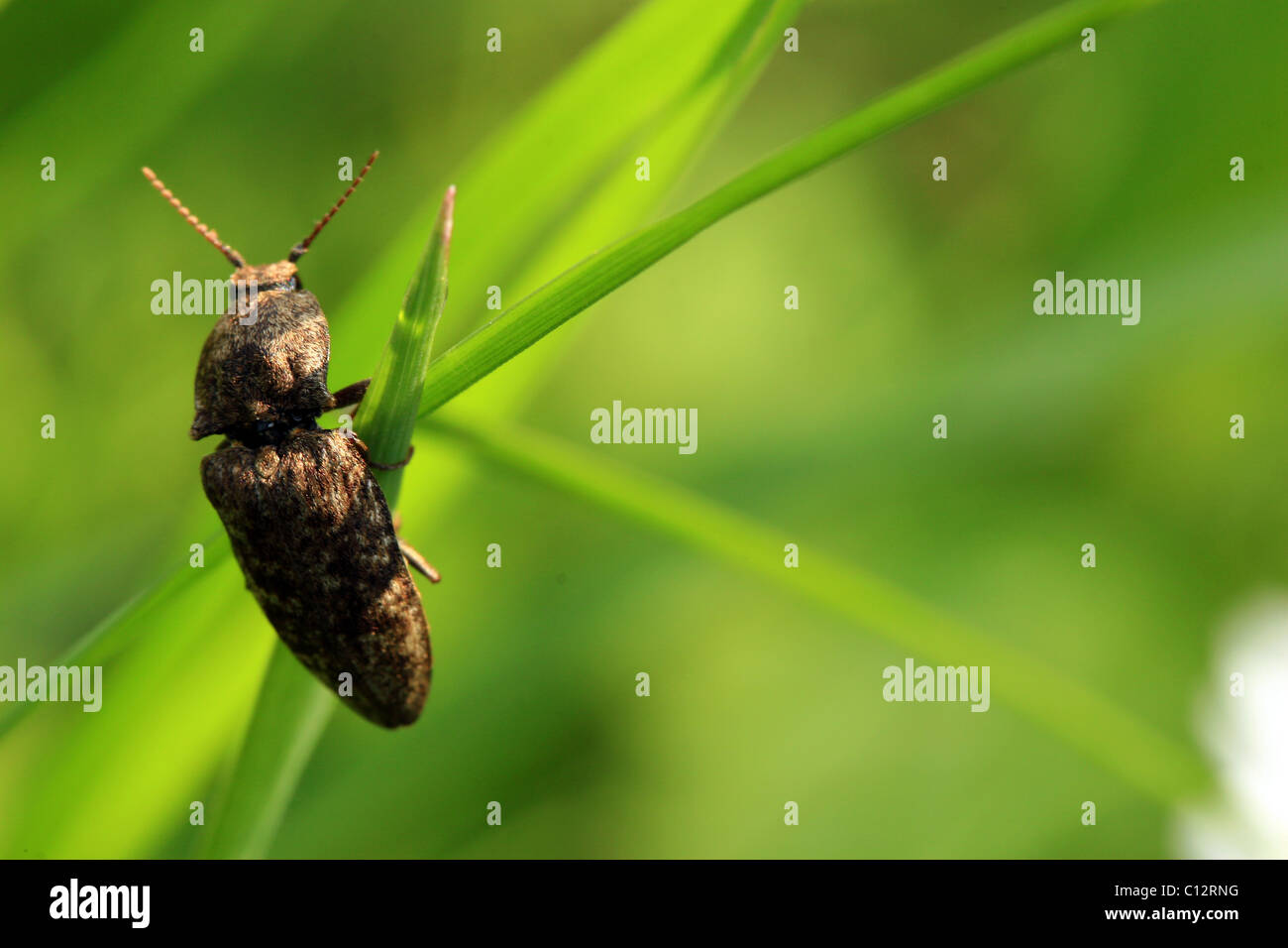 Wallonie, Senenne, Belgium Stock Photo - Alamy