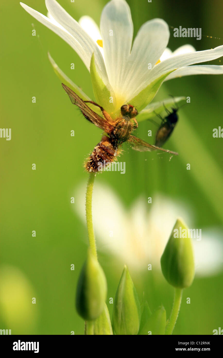 Wallonie, Senenne, Belgium Stock Photo - Alamy